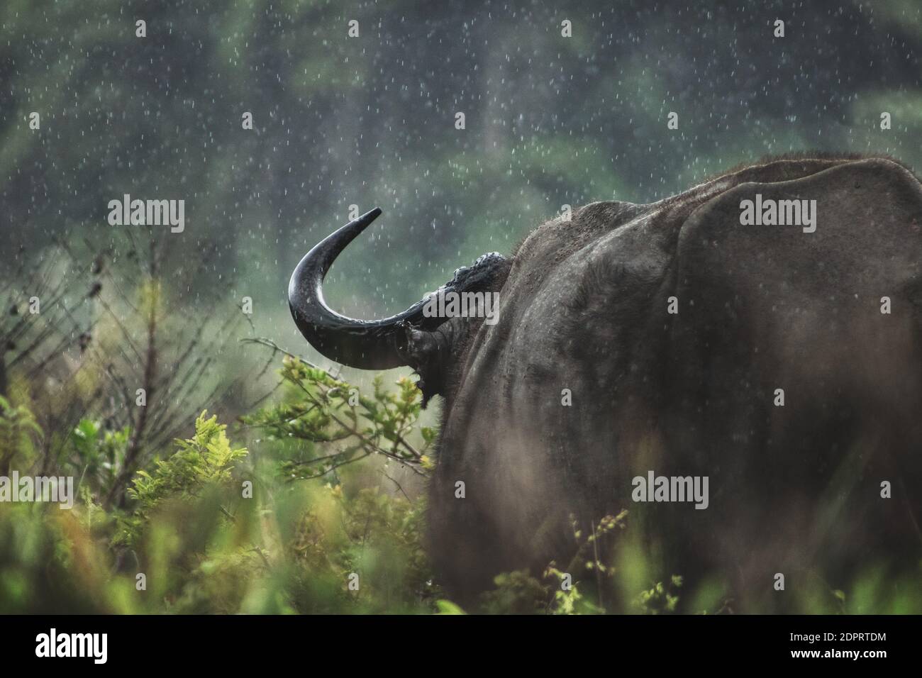 Buffalo in rain hi-res stock photography and images - Alamy