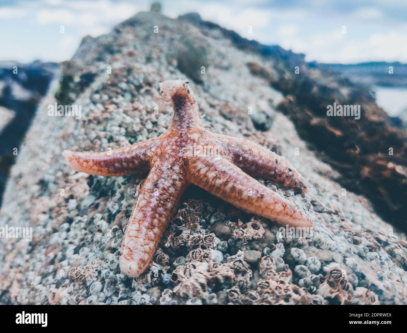 Starfish On A Rock Underwater High Resolution Stock Photography and ...