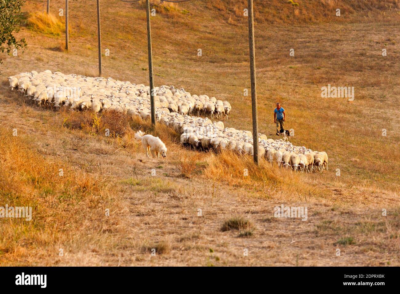 Sheep grazing in Tuscan landscape with shepherd and working dogs, Crete ...