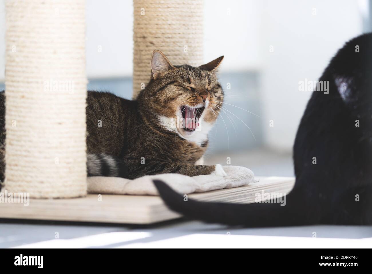 Cat berlin hi-res stock photography and images - Alamy