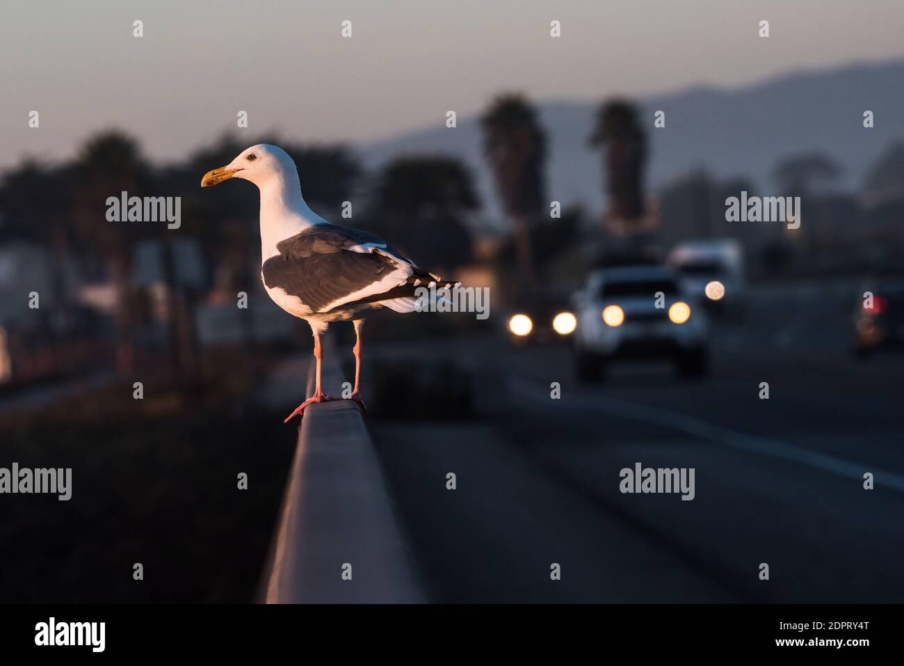 A western gull (Larus occidentalis) perches on a rail near a busy road ...