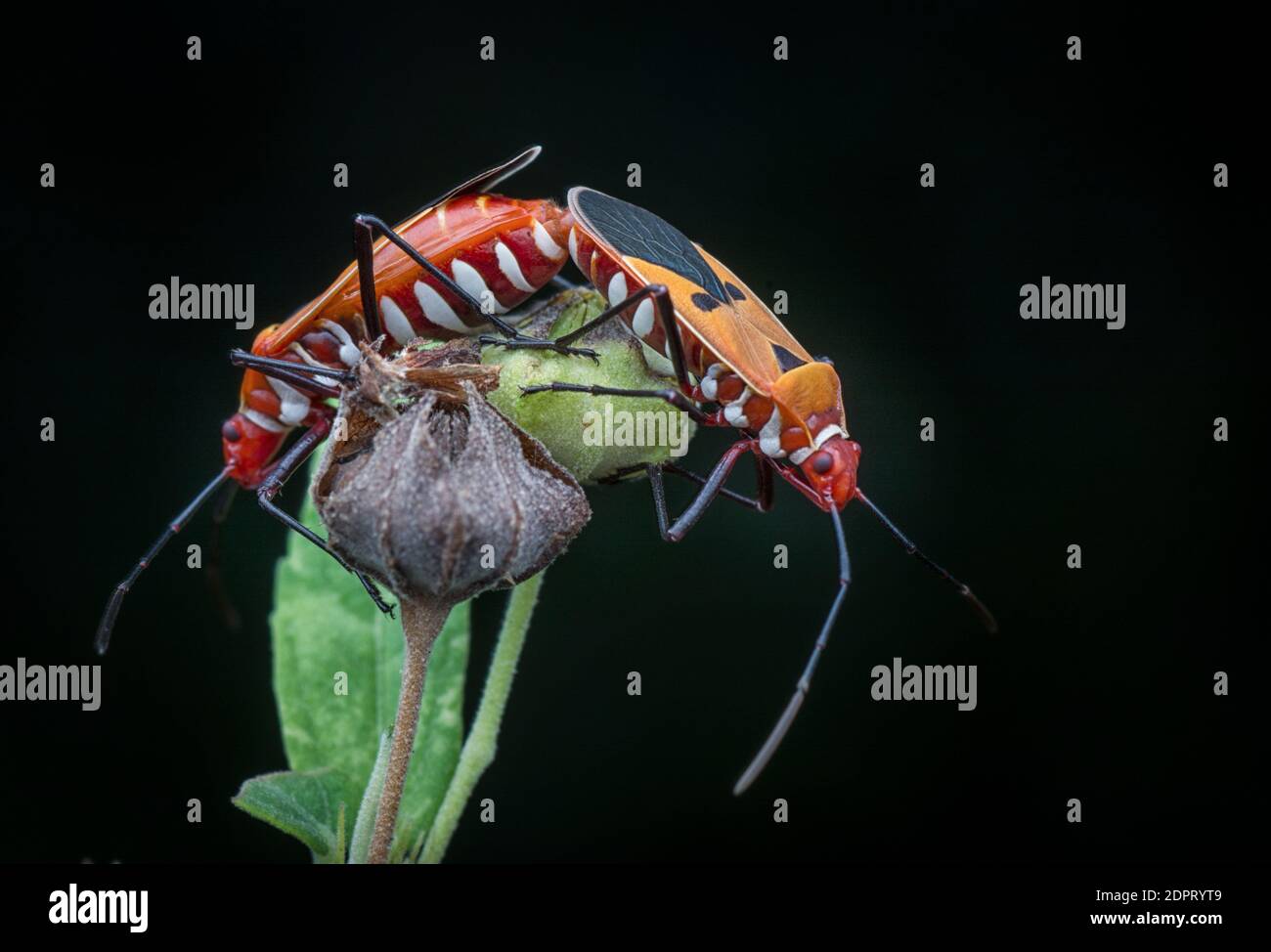 Stainer bugs hi-res stock photography and images - Alamy