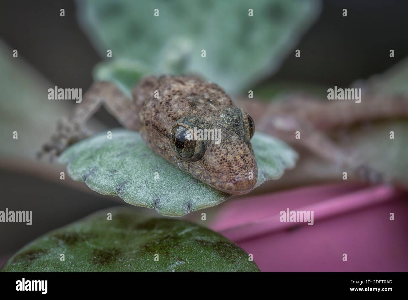 Animal night baby hi-res stock photography and images - Alamy