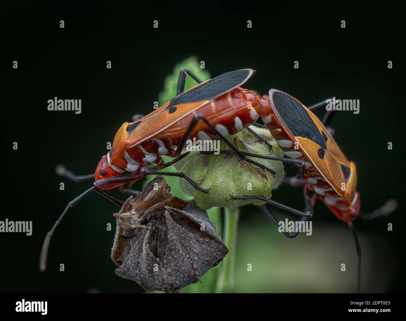 Red cotton stainer hi-res stock photography and images - Alamy
