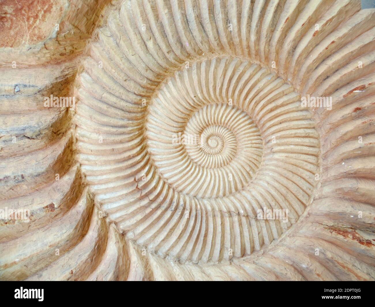 Concentric shells hi-res stock photography and images - Alamy