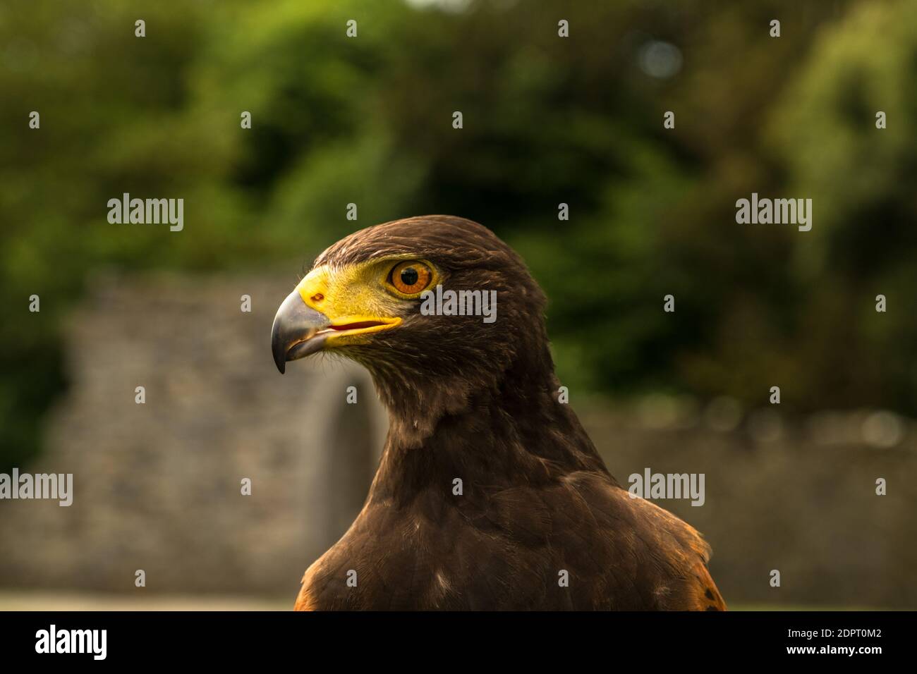 Impressive claws hi-res stock photography and images - Alamy
