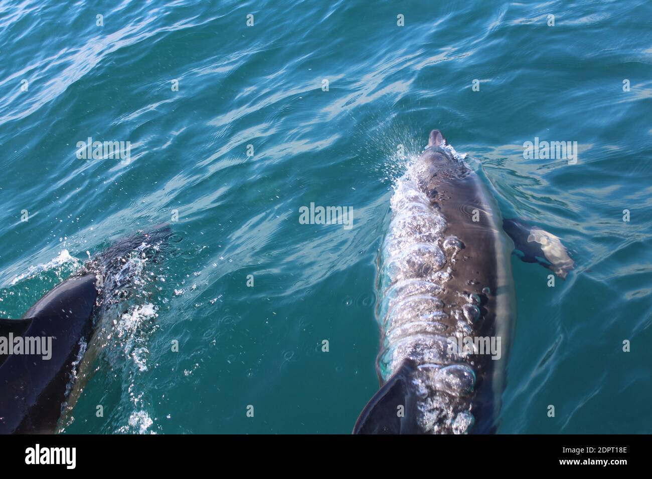 Dolphin blowing bubbles hi-res stock photography and images - Alamy
