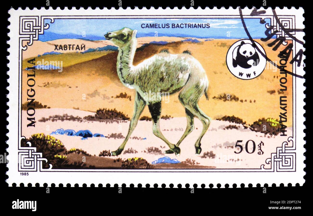 Mongolia camel stamp hi-res stock photography and images - Alamy