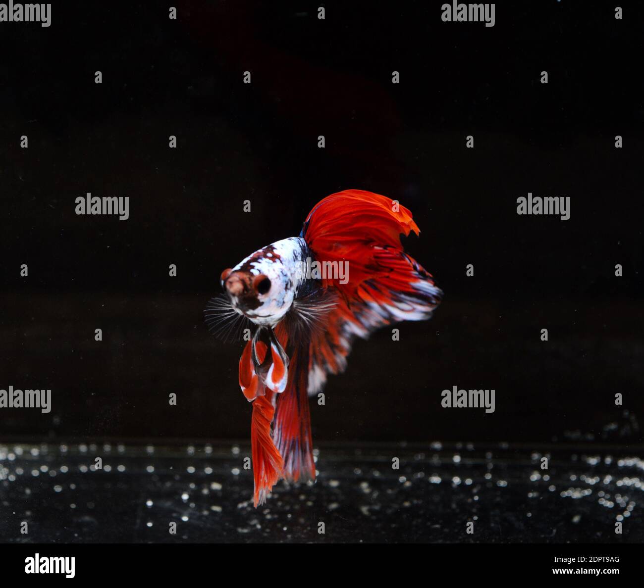 Animal fight night hi-res stock photography and images - Alamy