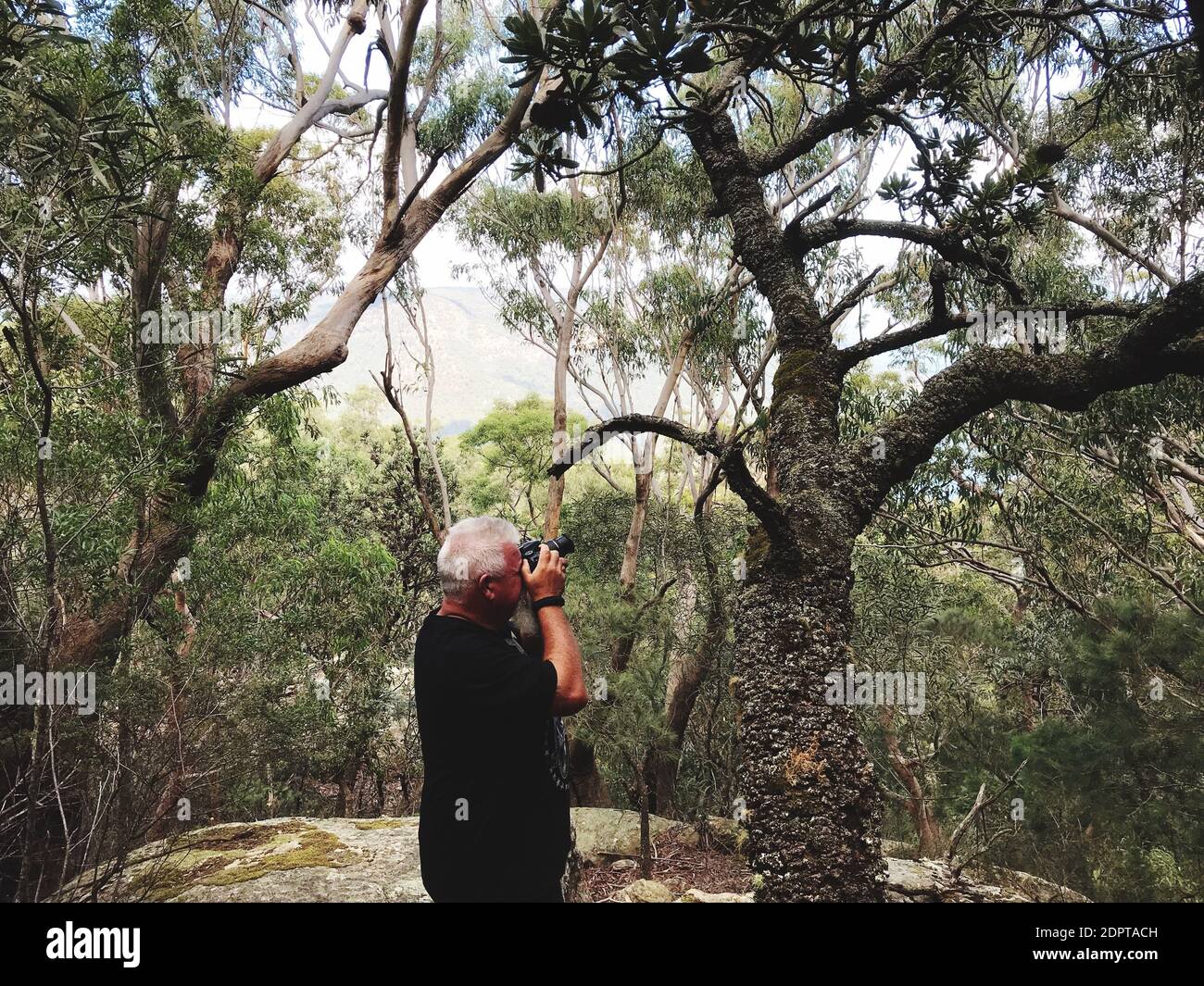 Man Photographing Trees In Forest Stock Photo - Alamy