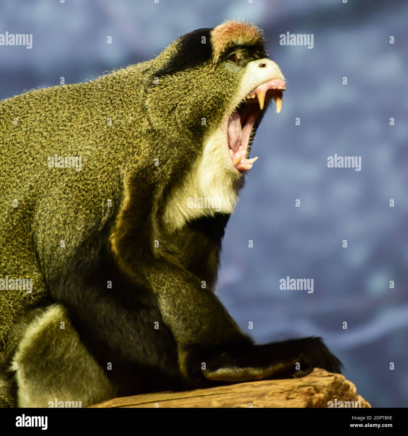 Chimpanzee Anger High Resolution Stock Photography and Images - Alamy