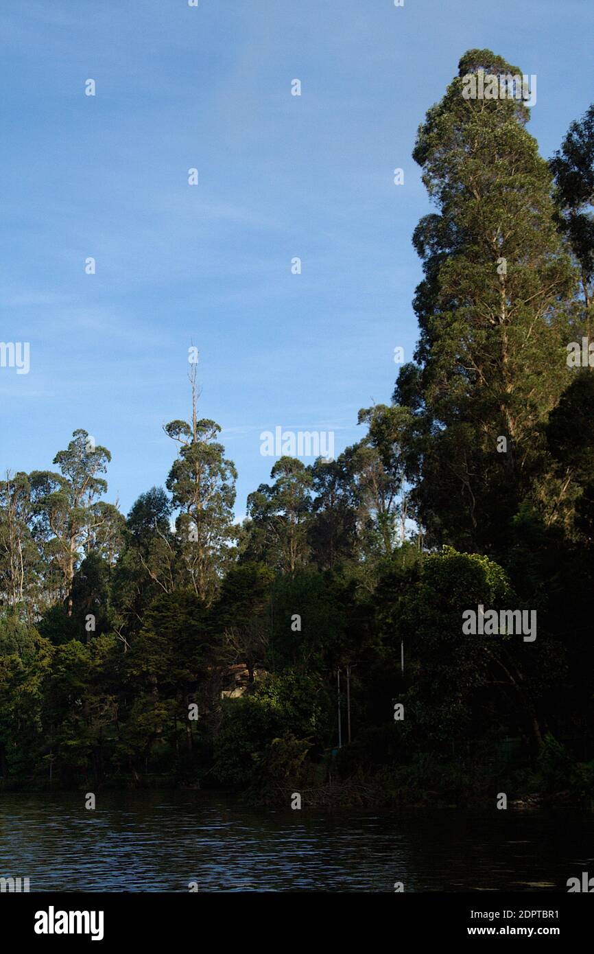 View of lofty trees on bank of lake at Kodaikanal in Tamil Nadu, India ...