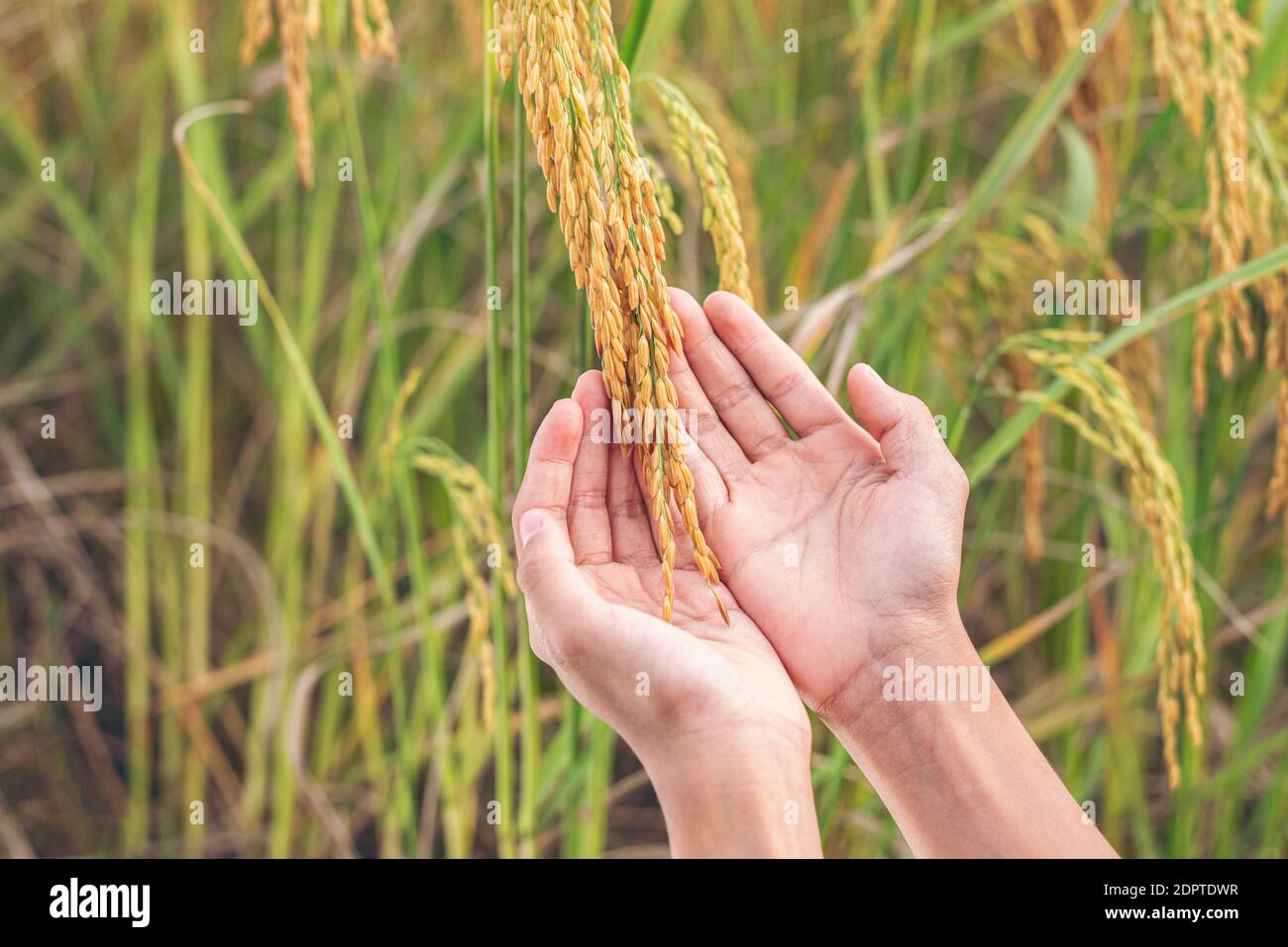 Senior farmer field holding crop hands hi-res stock photography and ...