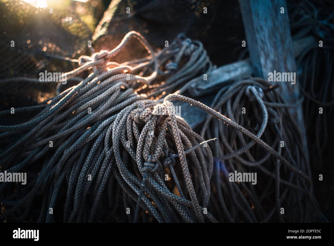 Tree trap rope hi-res stock photography and images - Alamy
