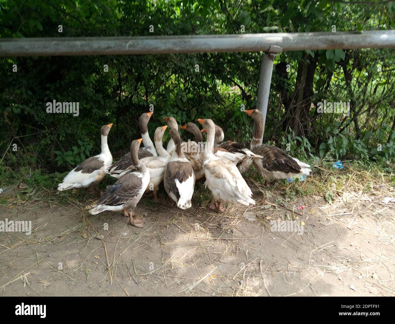 A gaggle of geese in a farm Stock Photo - Alamy