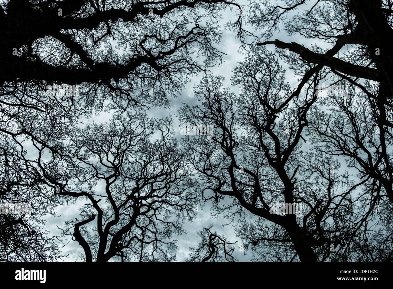 Wide angle shot of dramatic dark sky, clouds with treetops in winter ...