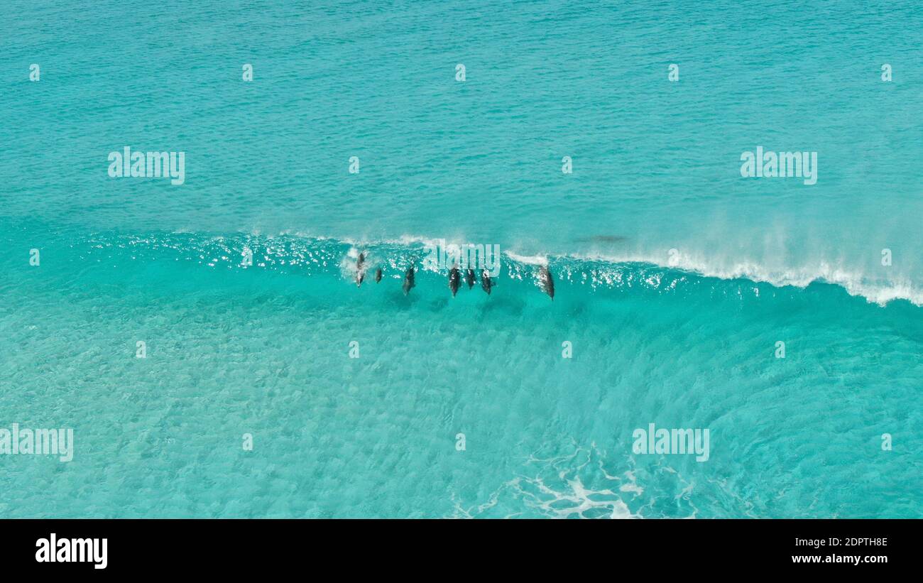 Dolphin drone hi-res stock photography and images - Alamy