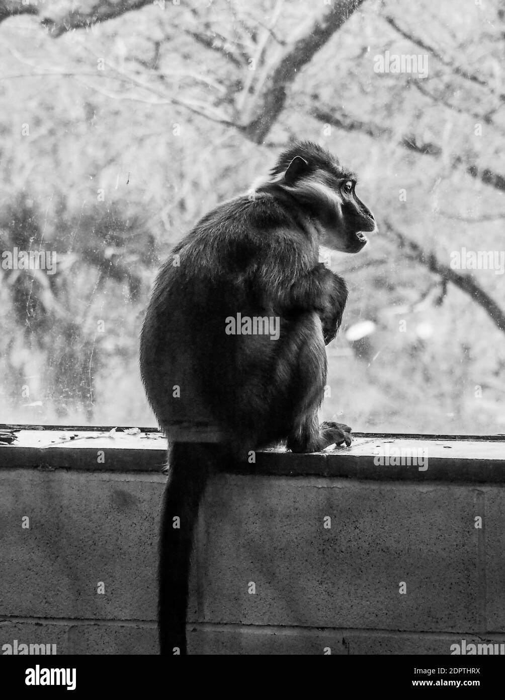 Monkeys window Black and White Stock Photos & Images - Alamy