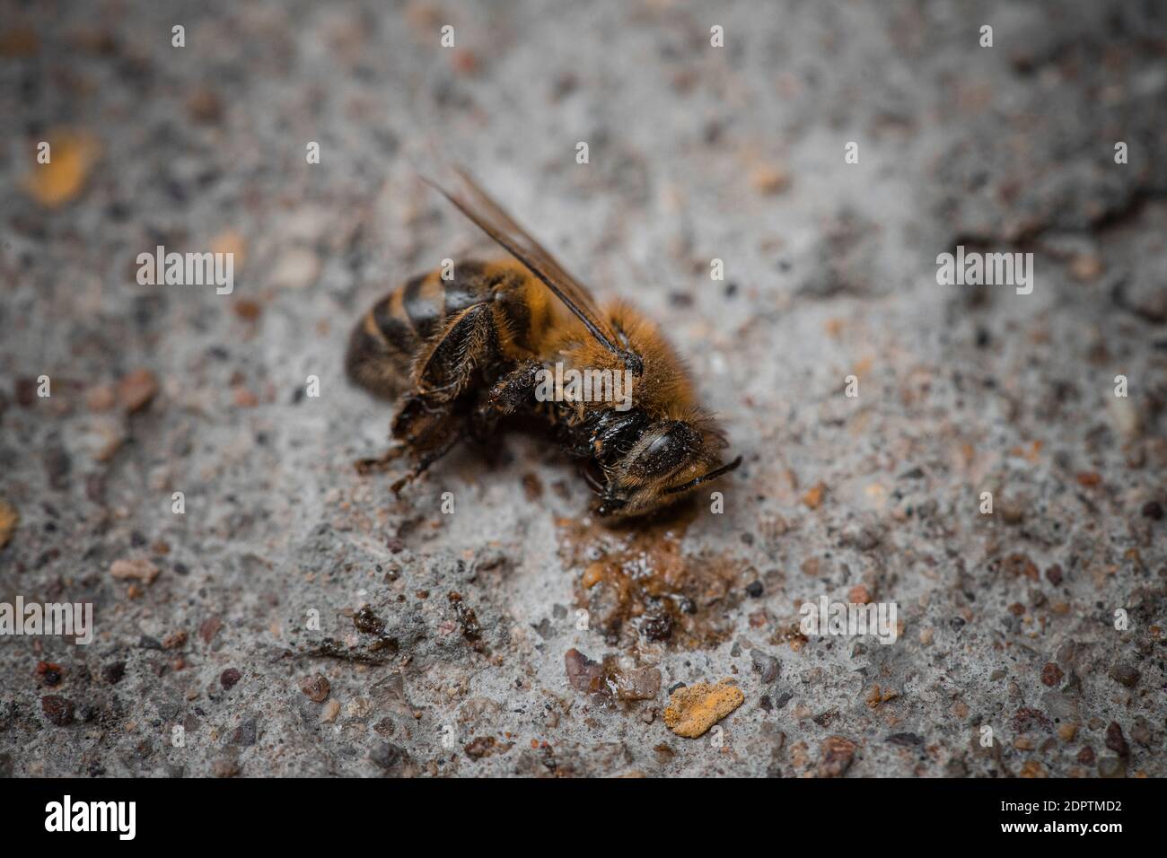 Death of the bee hi-res stock photography and images - Alamy
