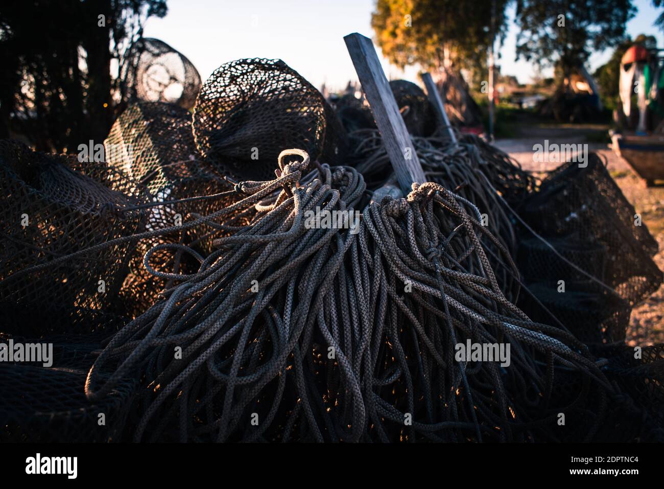 Tree trap rope hi-res stock photography and images - Alamy
