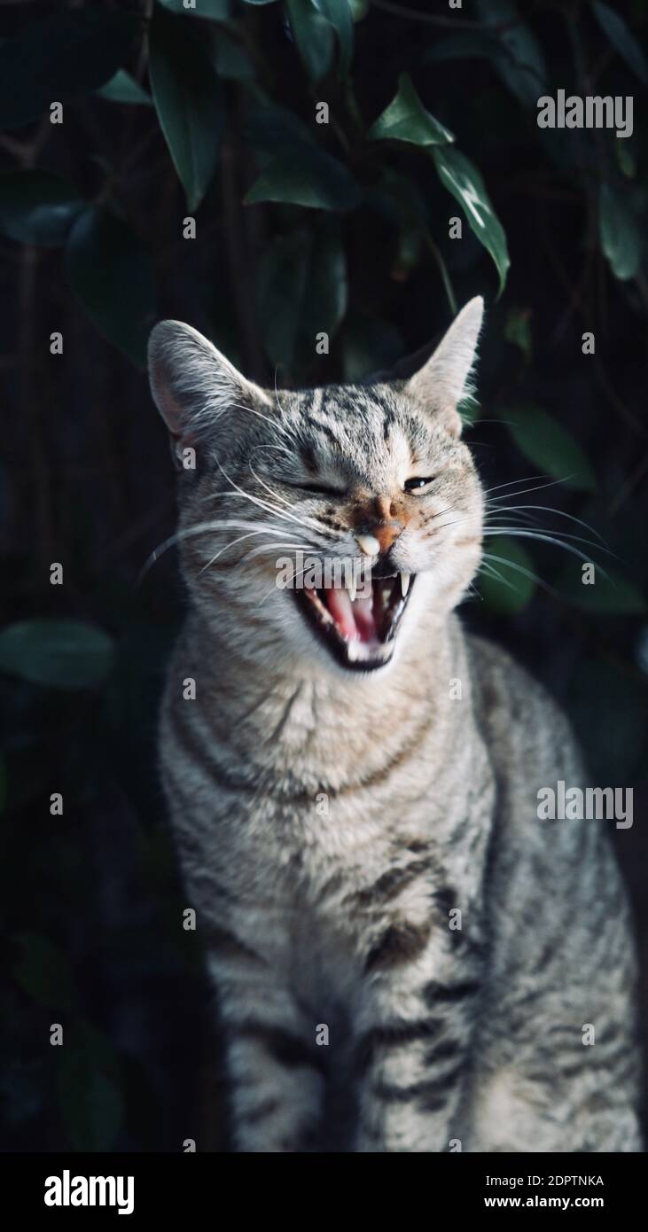 Alley cat High Resolution Stock Photography and Images - Alamy