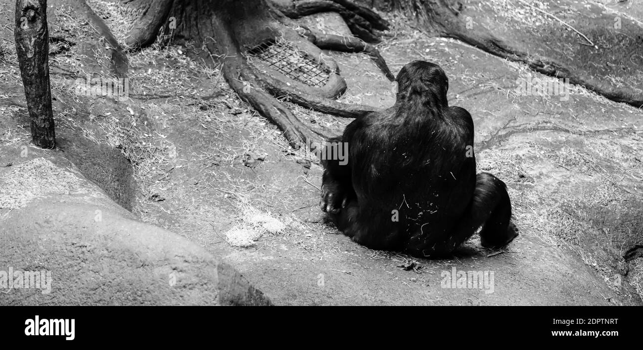 Gorilla back view Black and White Stock Photos & Images - Alamy