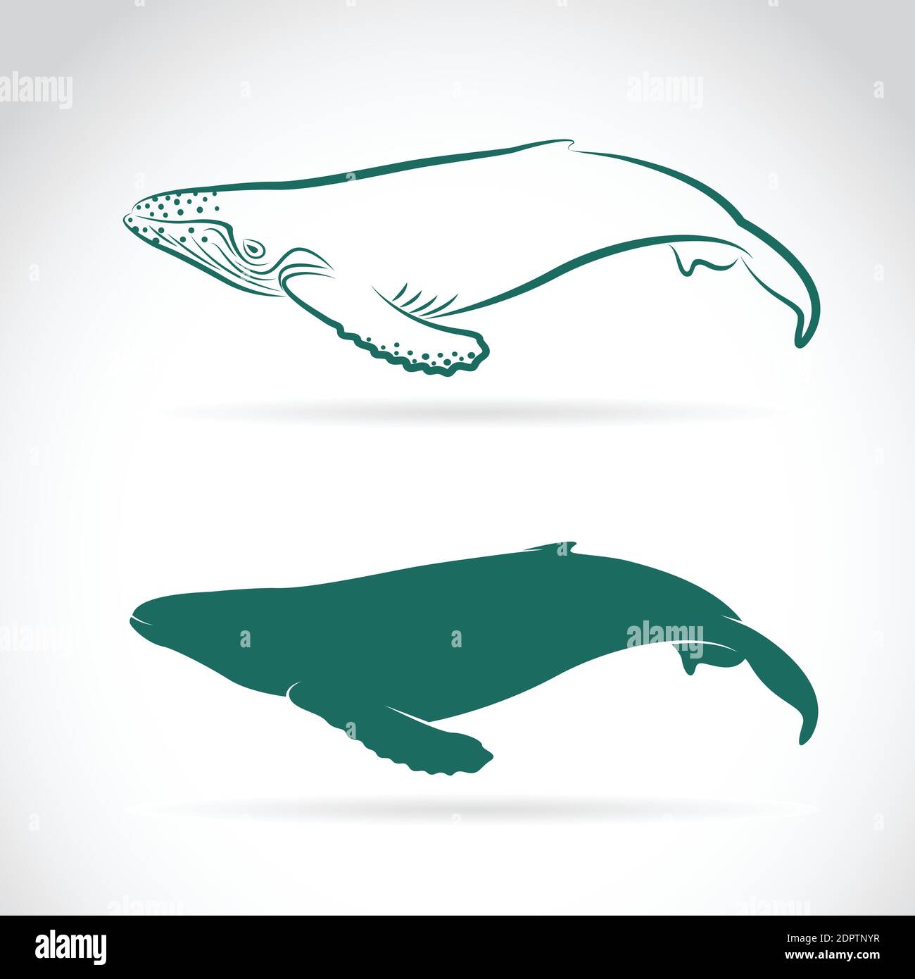Vector of whale on white background. Easy editable layered vector ...