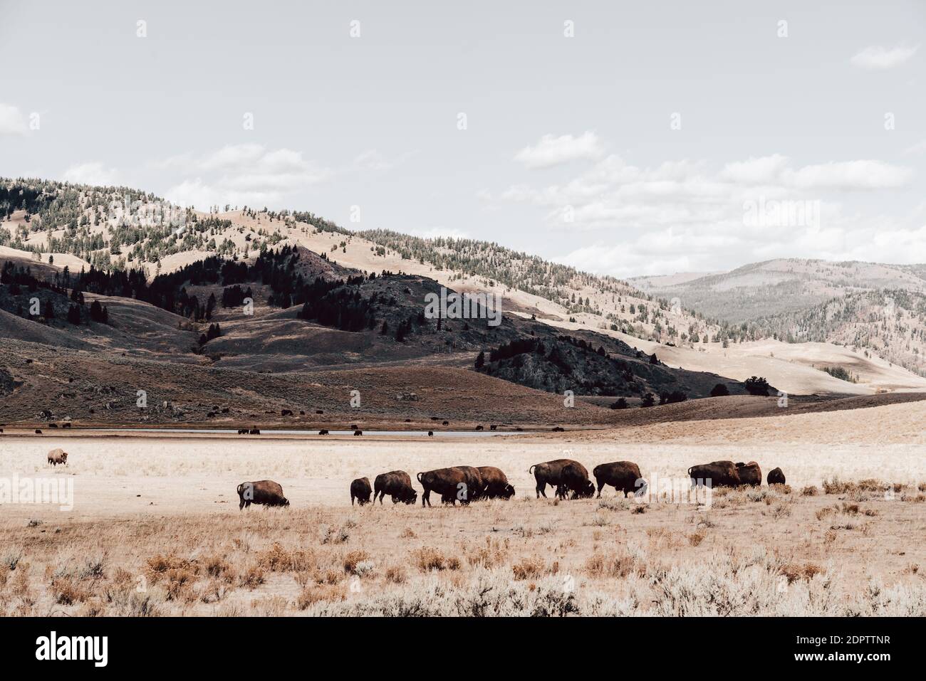 Bisons in hi-res stock photography and images - Alamy