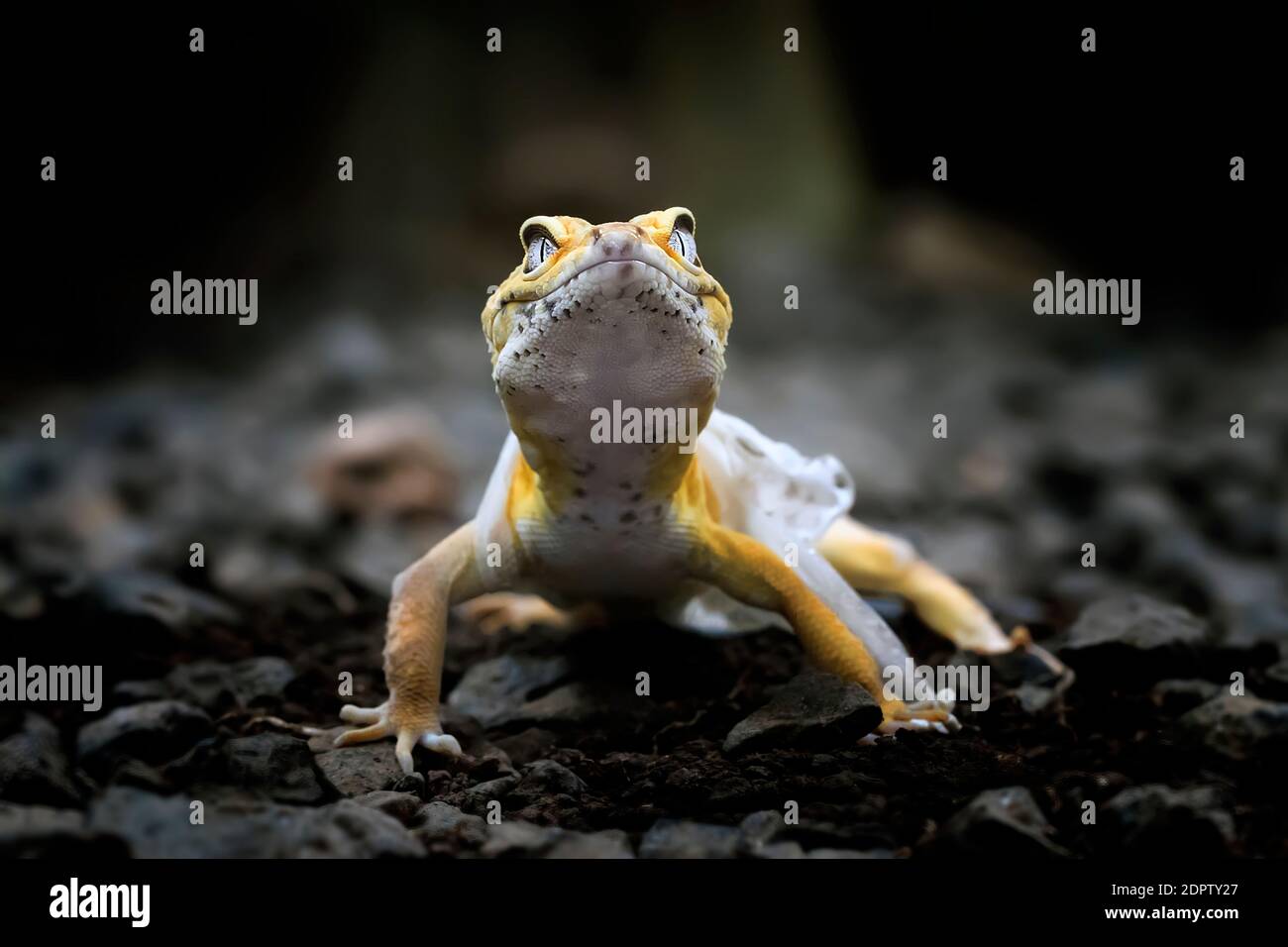 Frog shedding skin hi-res stock photography and images - Alamy