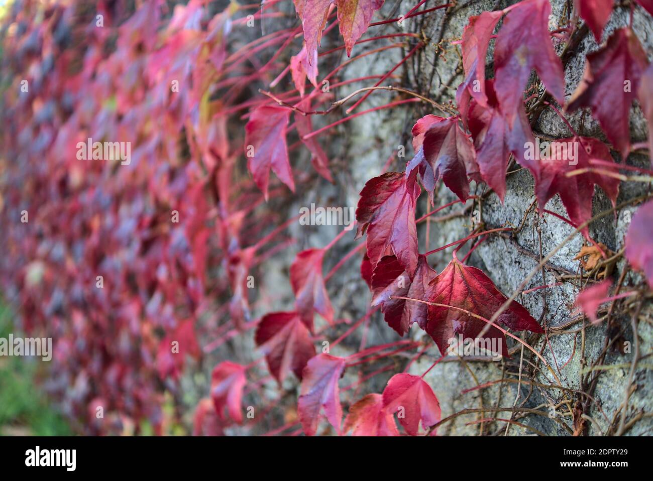 Beautiful autumnal dark red leaves of ivy hedera helix plant clinging ...