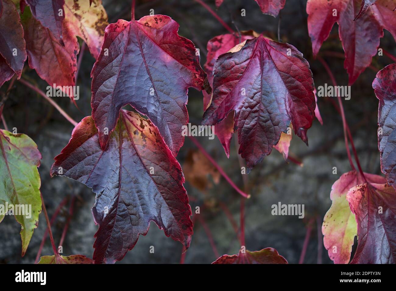 Hedera variegata hi-res stock photography and images - Alamy