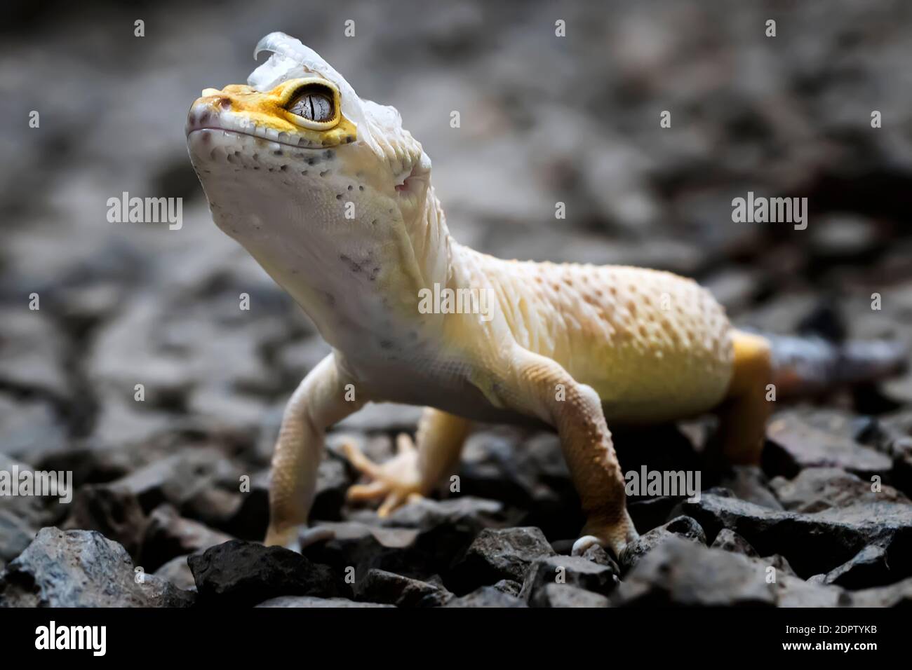 Captured lizard hi-res stock photography and images - Alamy