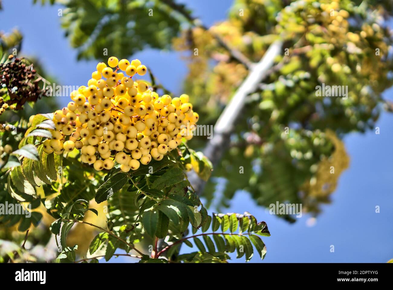 Fall harvesting background in unusual colors with copy space. Beautiful ...