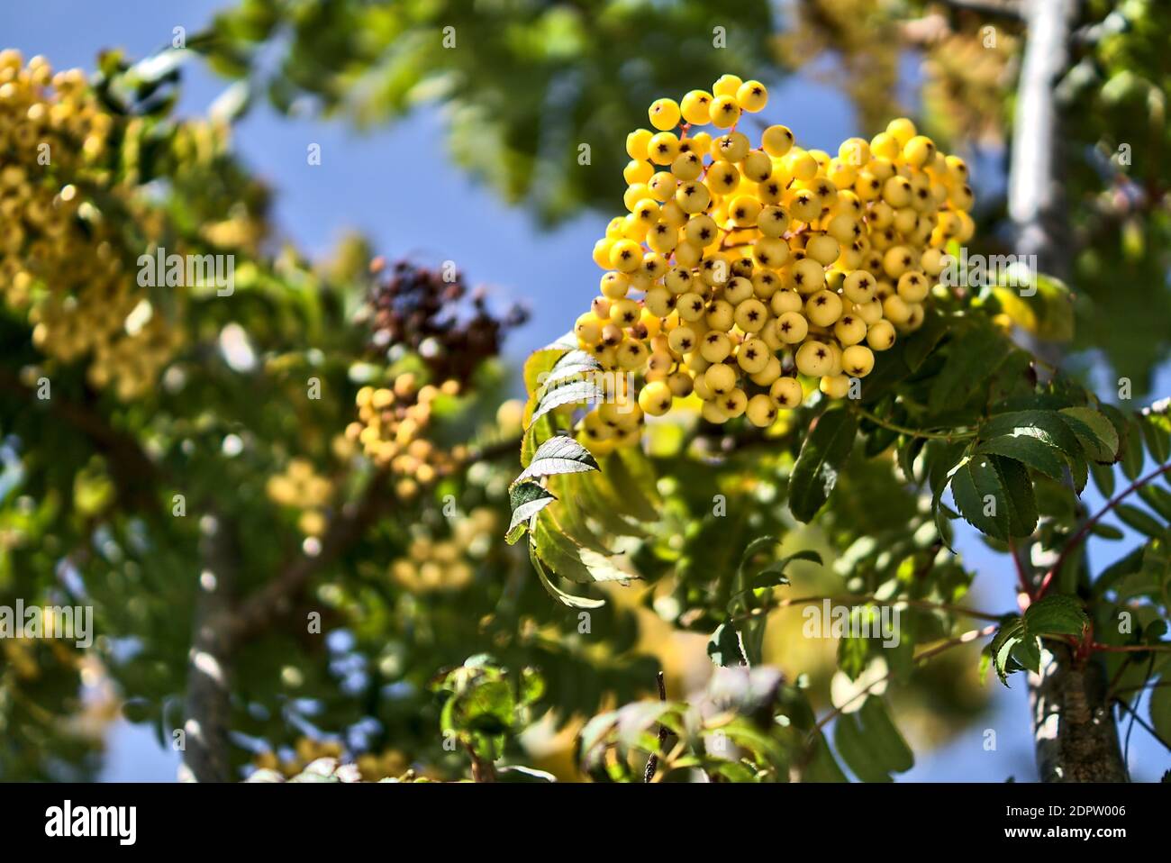Fall harvesting background in unusual colors with copy space. Beautiful ...