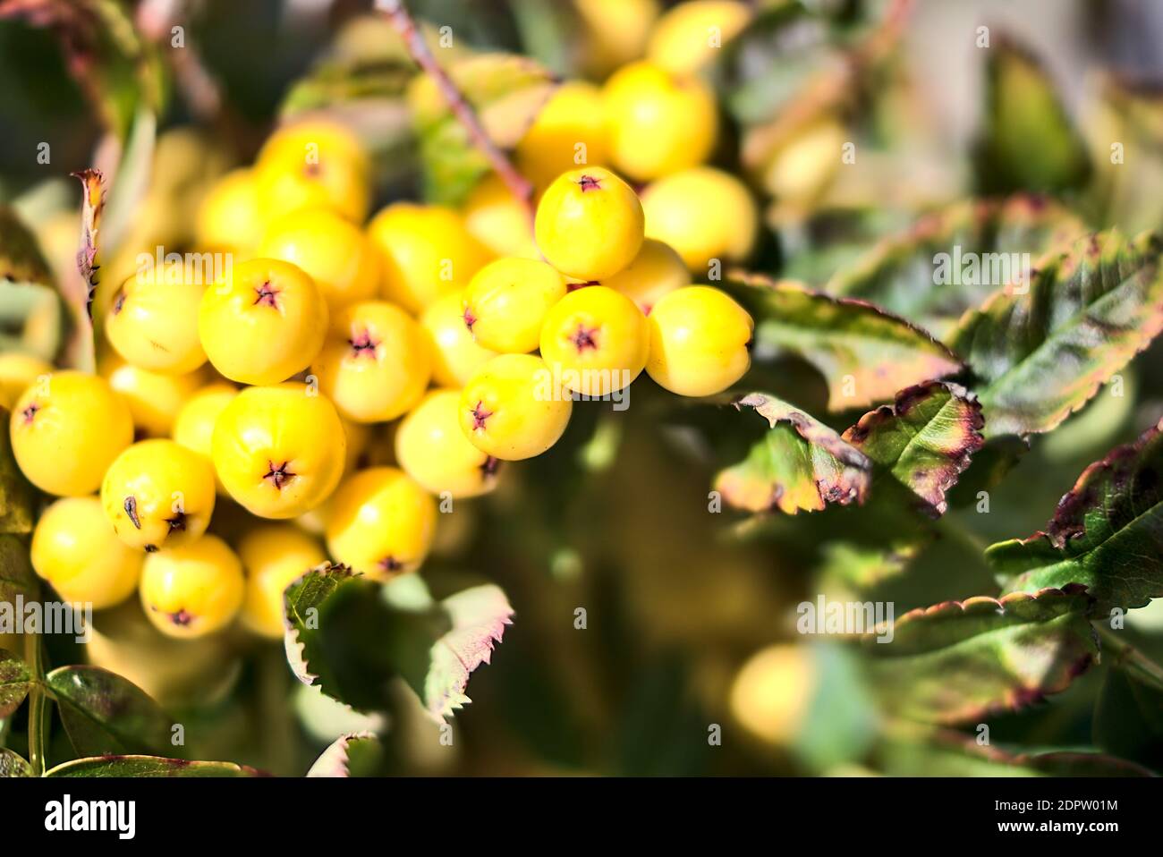 Blurry fall harvesting background in unusual colors with copy space ...