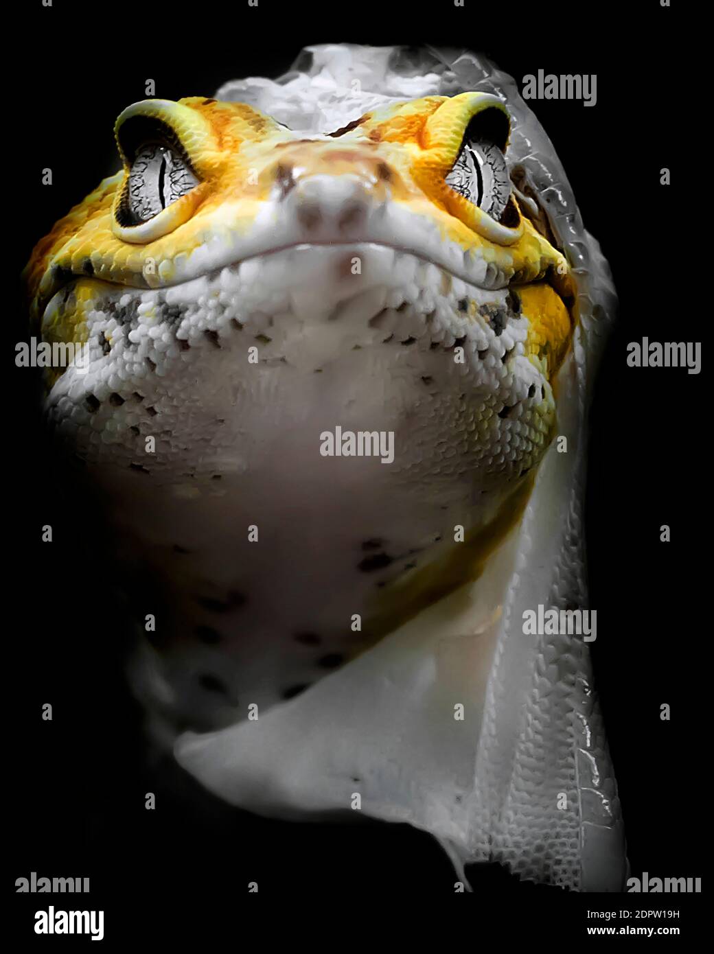 Frog shedding skin hi-res stock photography and images - Alamy