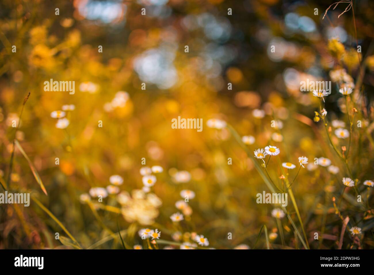 Closeup of daisy flowers on natural blur background. Seasonal nature ...