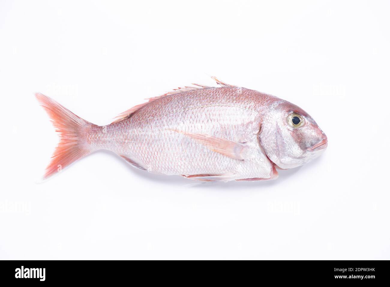 Red Snapper fish isolated on white background. Top view Stock Photo - Alamy