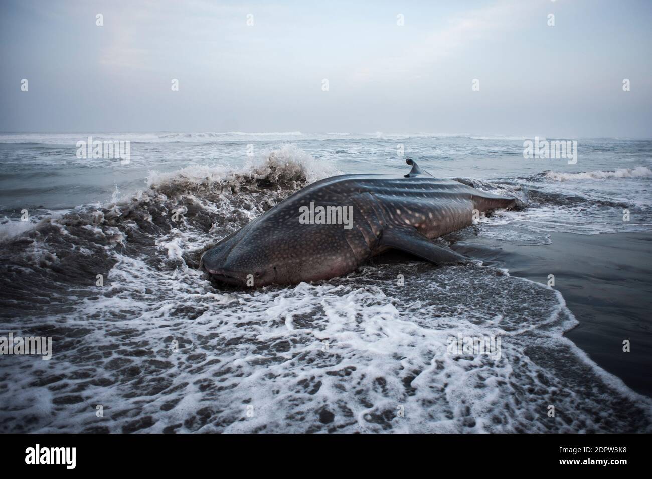 Java Sea Marine Life High Resolution Stock Photography and Images - Alamy