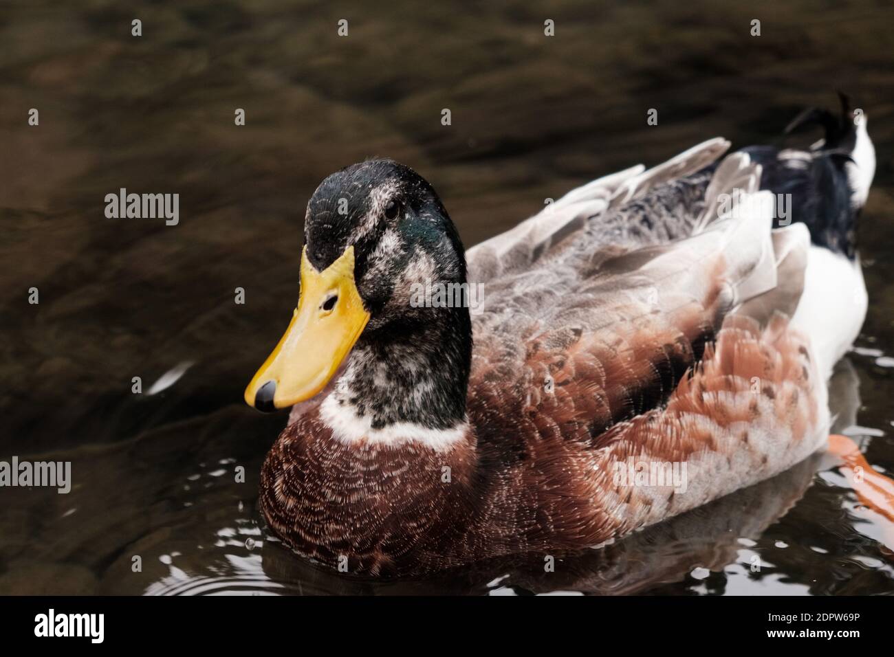 Bronze Winged Duck High Resolution Stock Photography and Images - Alamy