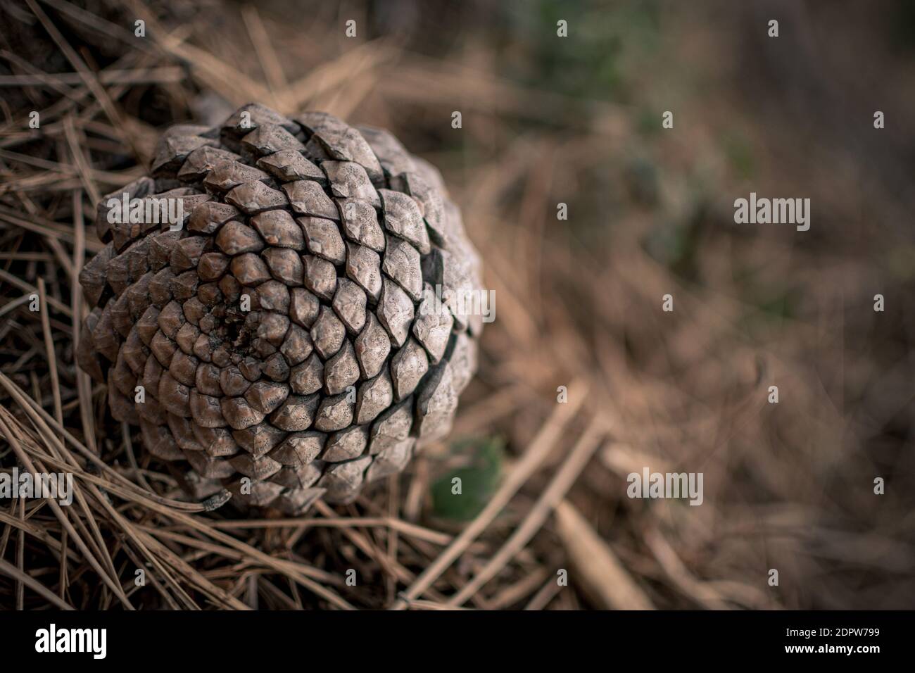 a close up image of the spiral pattern of a pine cone on the forest ...