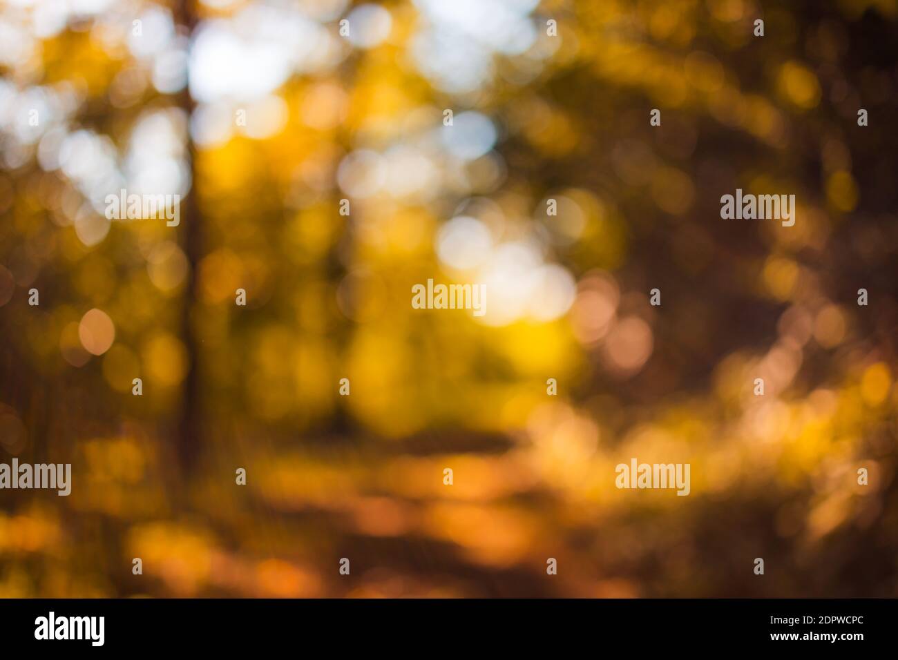Abstract photo of light beams trees and sunset bokeh lights. Dream ...