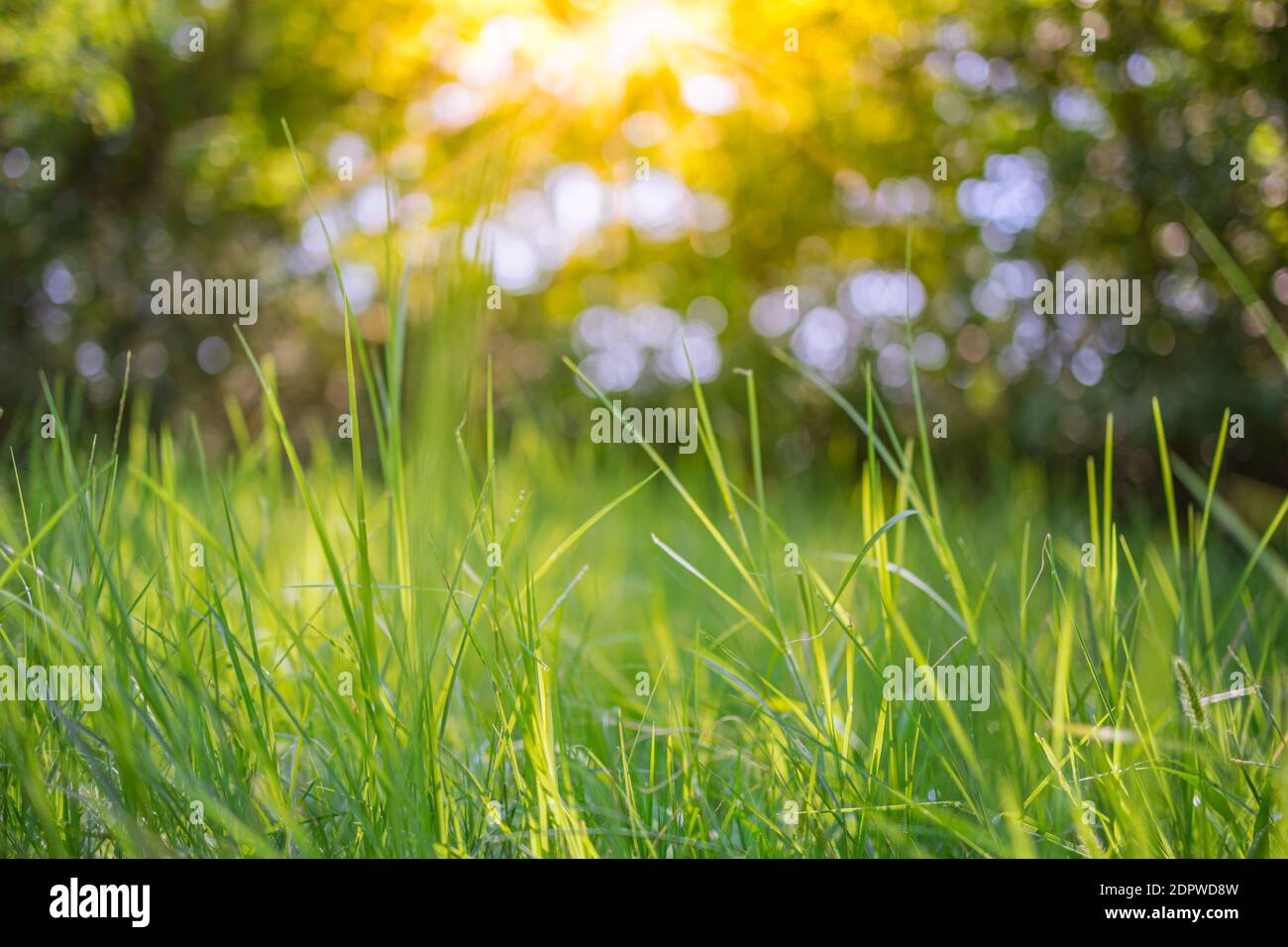 Abstract grass hi-res stock photography and images - Alamy