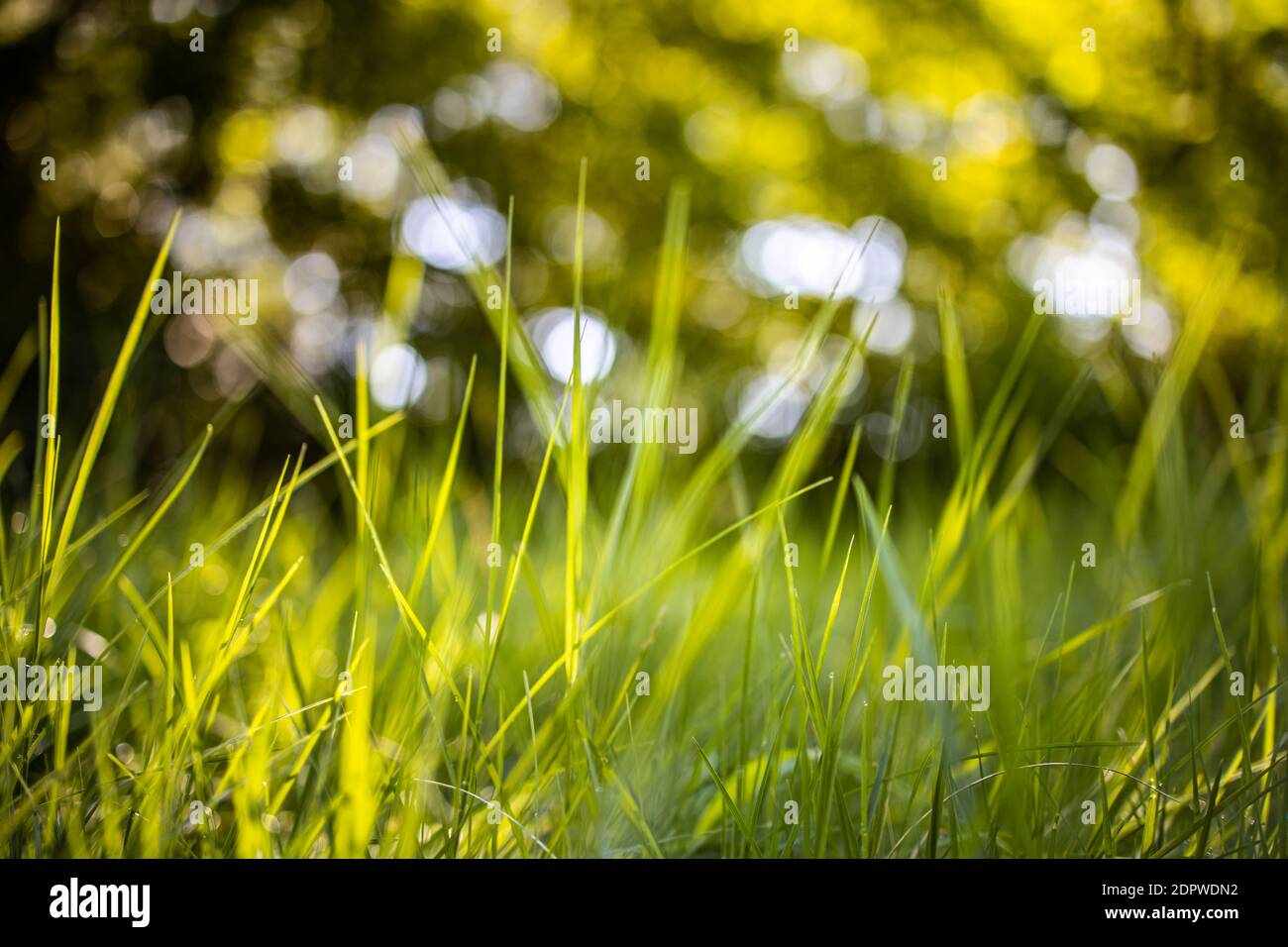 Abstract grass hi-res stock photography and images - Alamy