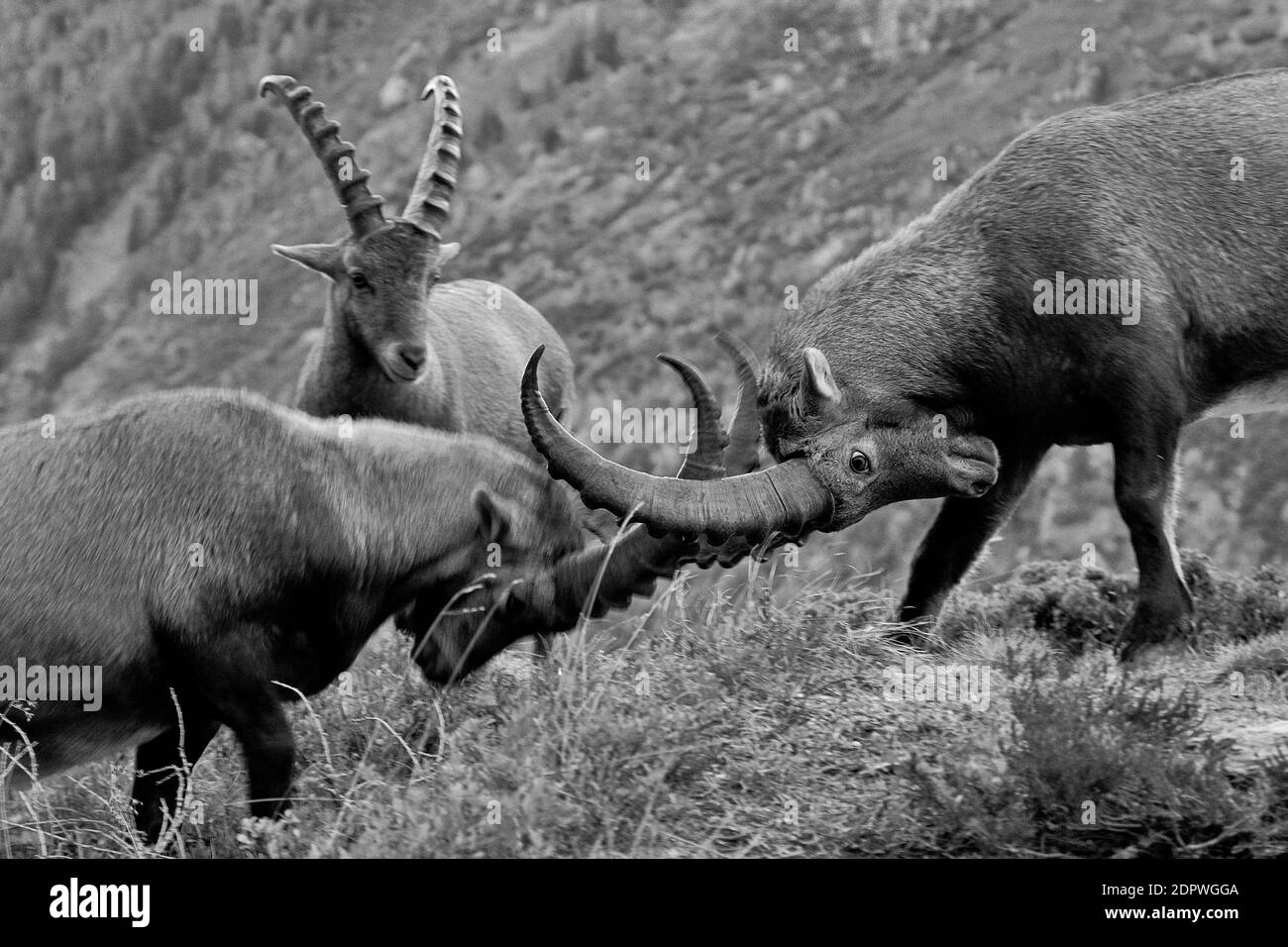 Wild goats fighting hi-res stock photography and images - Alamy