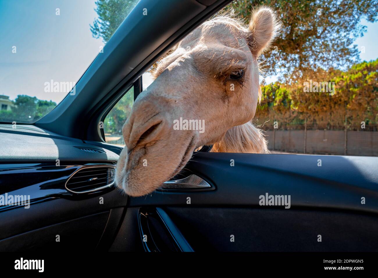 A closeup shot of an adorable camel sticking its head into the car in a ...
