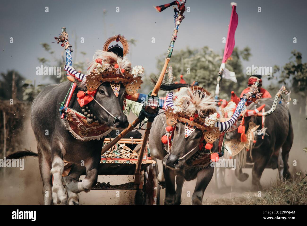 Buffalo race hi-res stock photography and images - Alamy