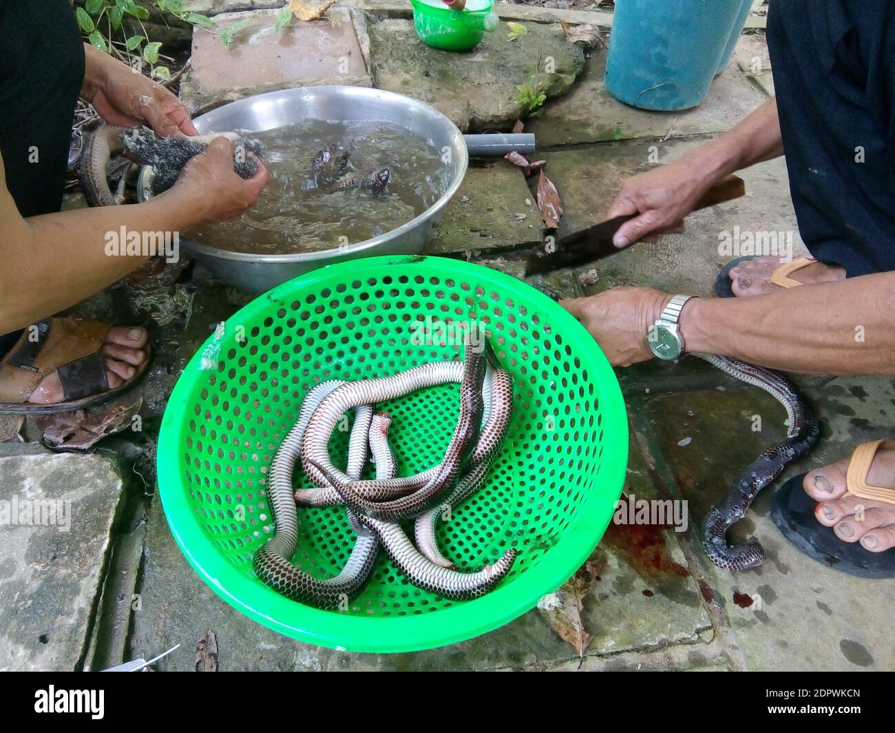Cleaning Snake High Resolution Stock Photography and Images - Alamy