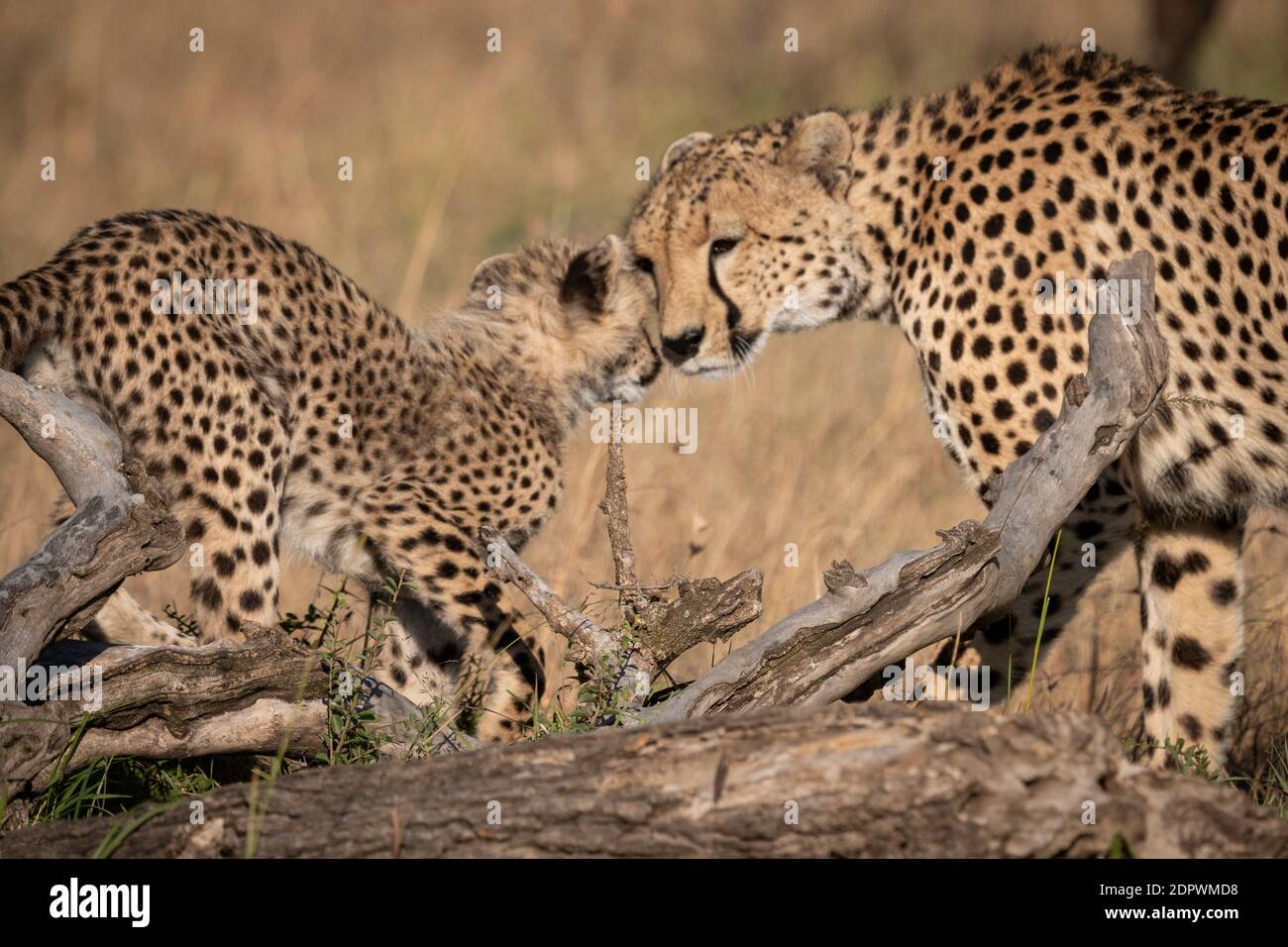 Cheetah on fallen tree hi-res stock photography and images - Alamy