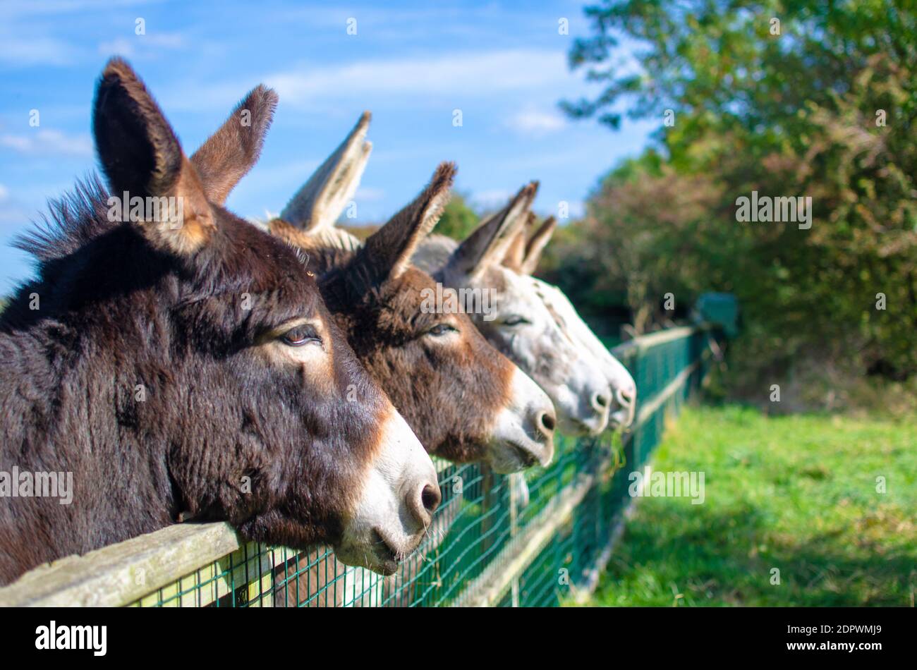 Donkey heads hi-res stock photography and images - Alamy